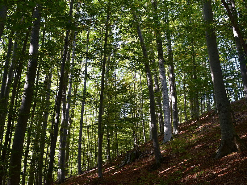 Pro Silva North Macedonia | Pro Silva