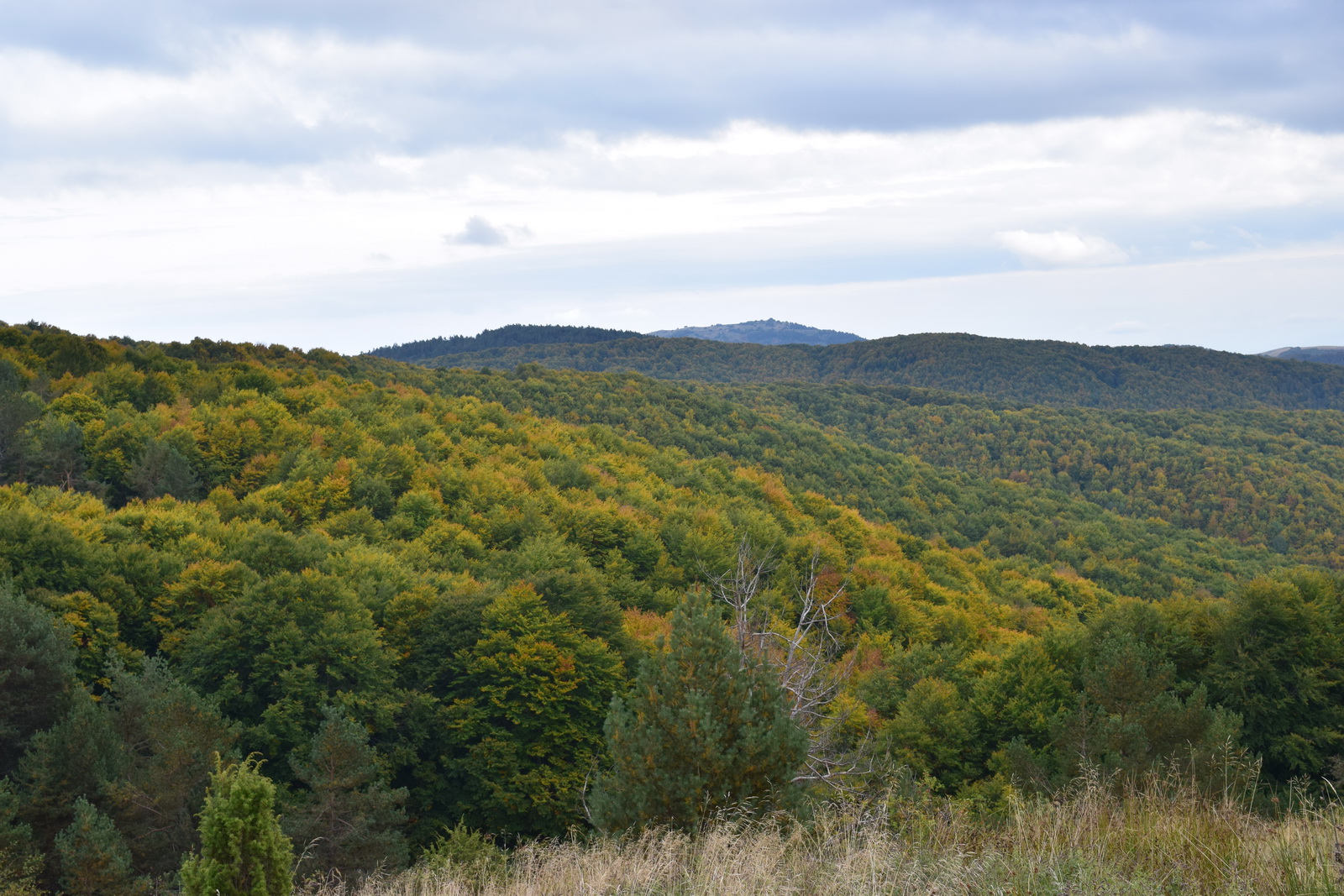 Pro Silva North Macedonia | Pro Silva