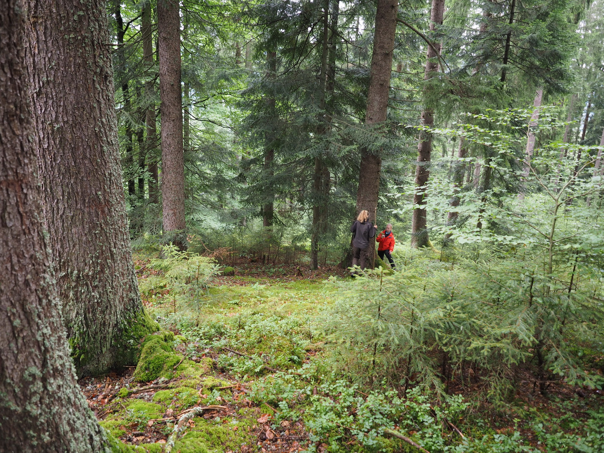 Exemplary Forests Network | Pro Silva