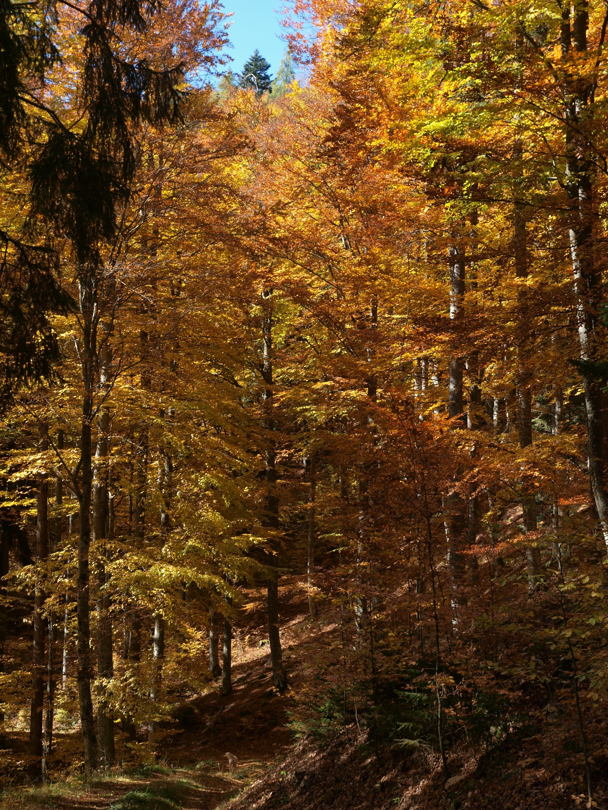 Activities Pro Silva